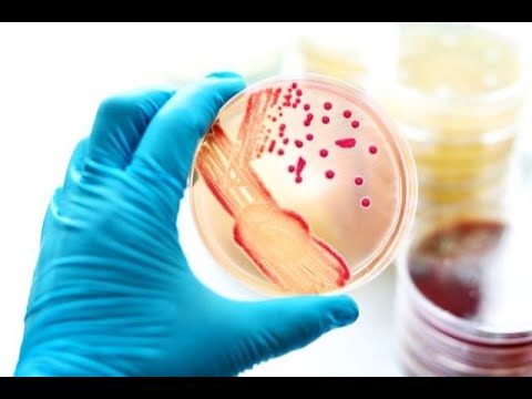 Exploring Microbial Culturing - A Key Tool in Microbiology (3 Minutes Microlearning)