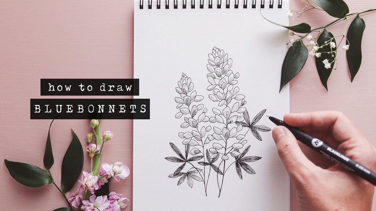 How To Draw Bluebonnets + Lupins | Floral Illustration