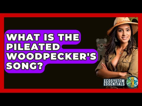 What Is The Pileated Woodpecker's Song? - Ecosystem Essentials