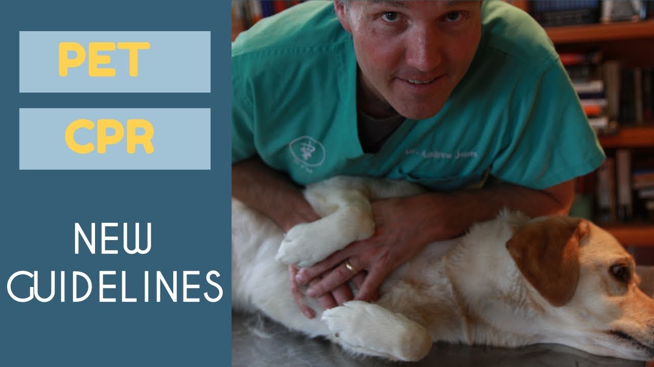 Dog CPR: New Guidelines