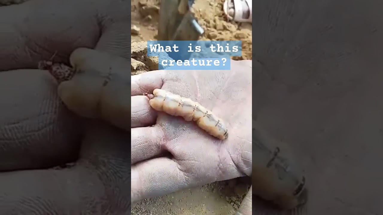 #creature #learning #asking