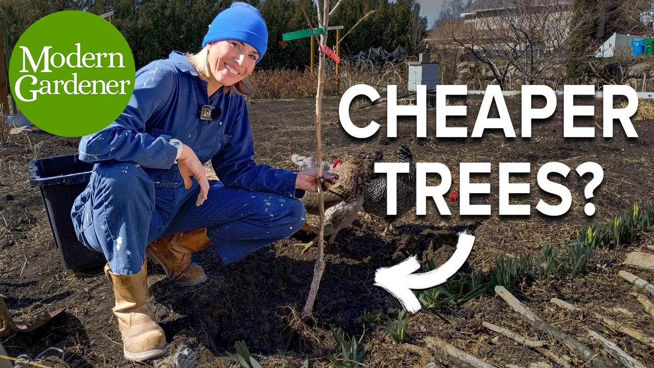 Bare Root Fruit Trees: Everything You Need To Know!