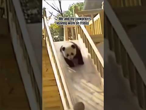 š¼ Panda Meme | Me and my coworkers leaving work on Friday