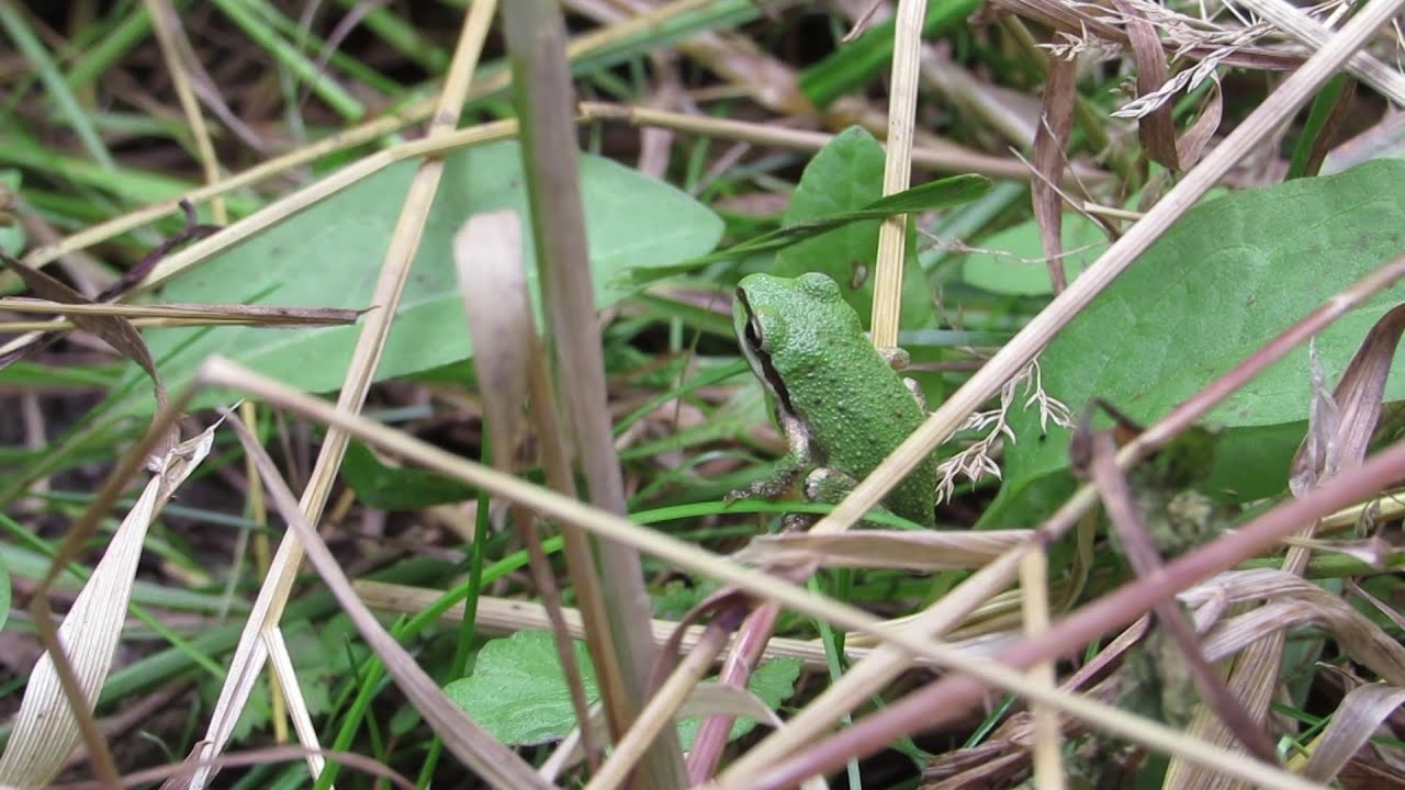 Jumping Chorus Frogs