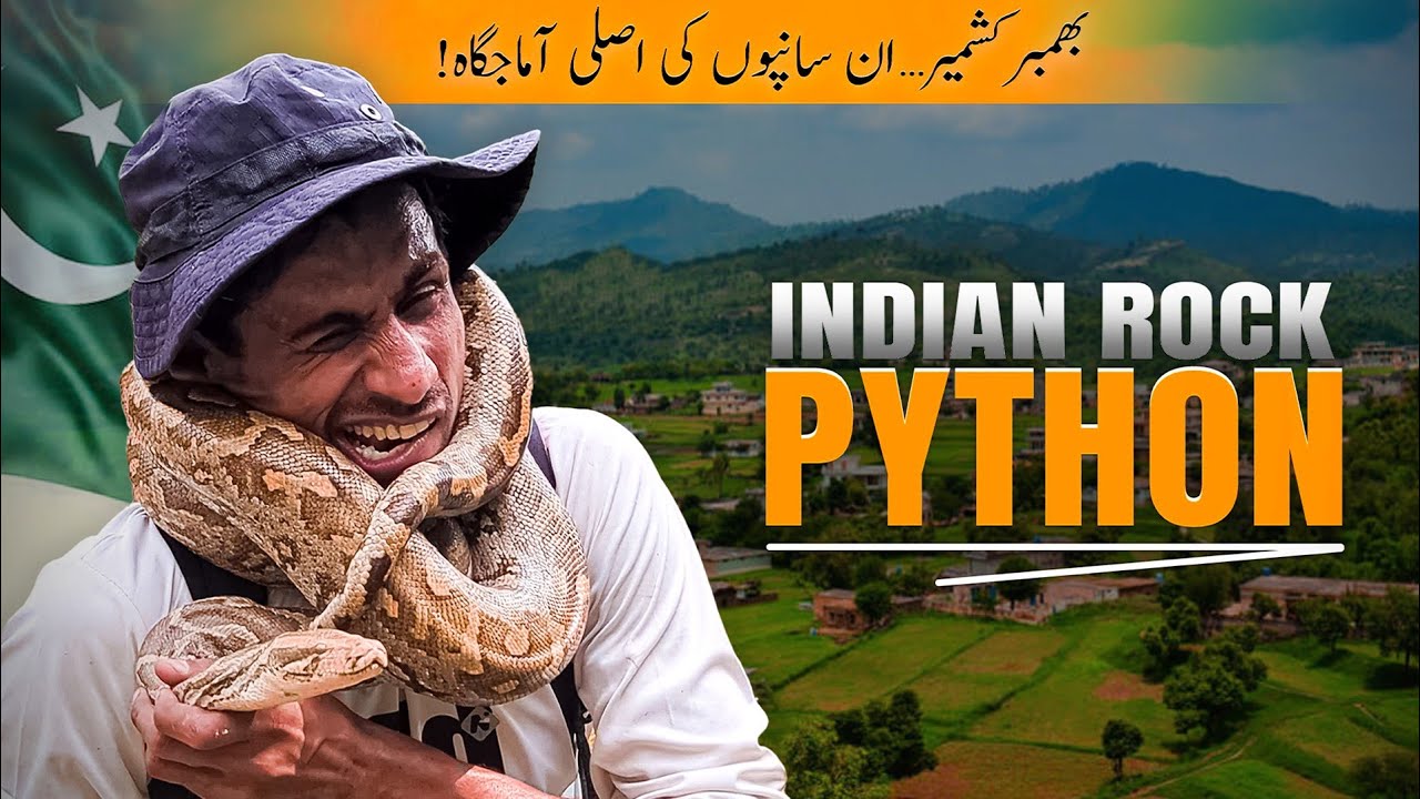 Indian Rock Python | Wildlife Documentary |