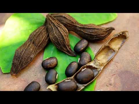 Mucuna Pruriens Extract - Velvet Bean Extract Latest Price ...