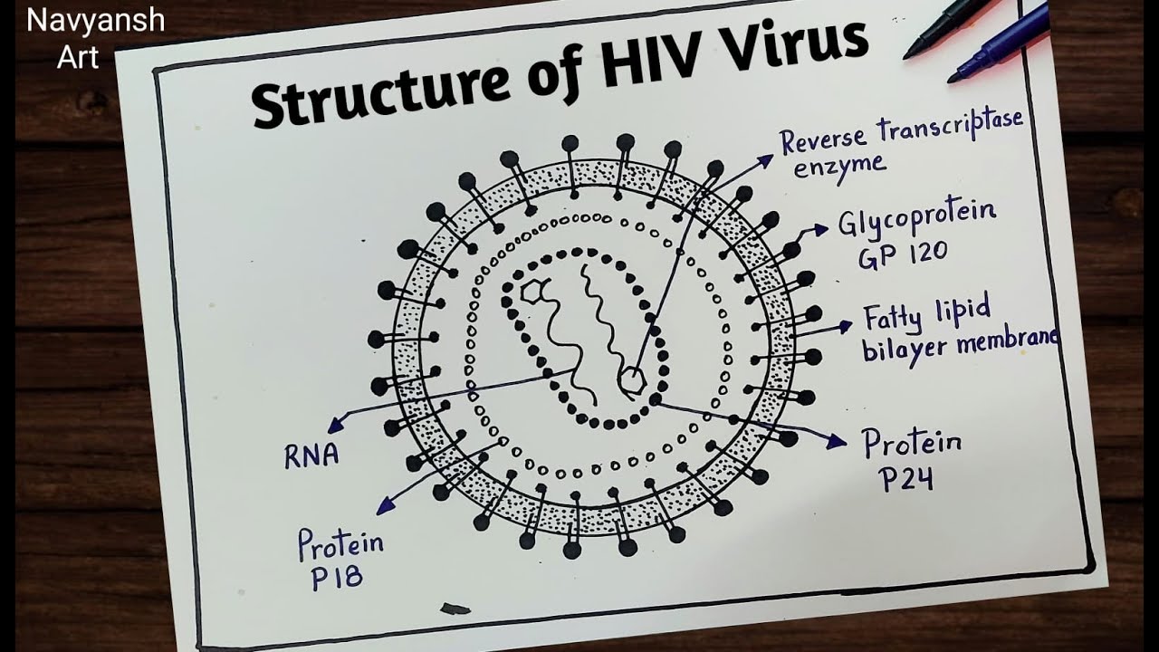 Structure of HIV AIDS virus diagram drawing / How to draw and label HIV virus step by step