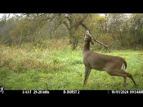 Browning Defender Pro Scout Max HD - Cell Cam Video