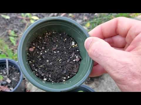 Cardinal flower from seed???? #seeds #seed #landscape