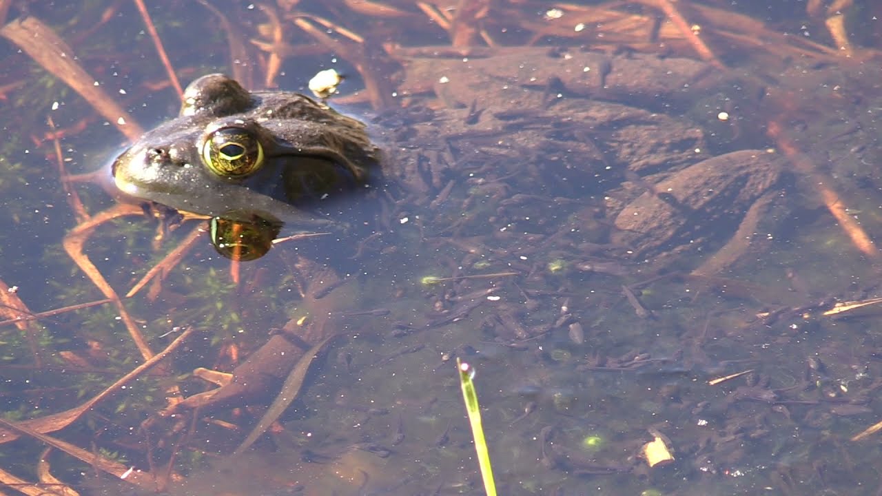 Scenes From Vernal Pools in Early Spring