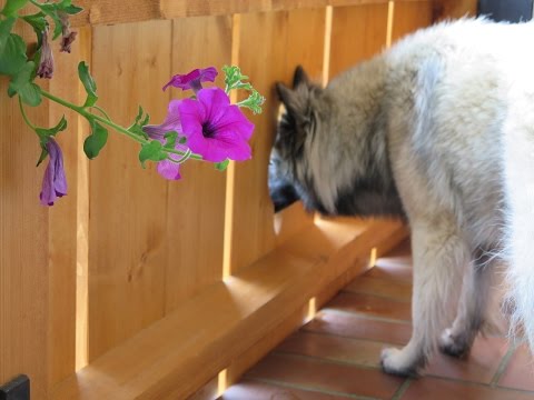 Kismet (Schäferhunde-Mix) und Pink (Tervueren, Belgischer Schäferhund) machen Urlaub