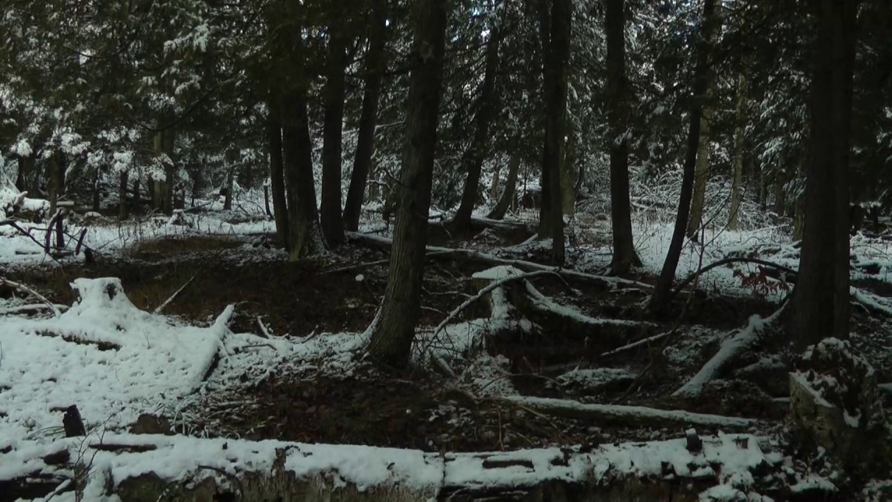Trees capture fertile elements from the air