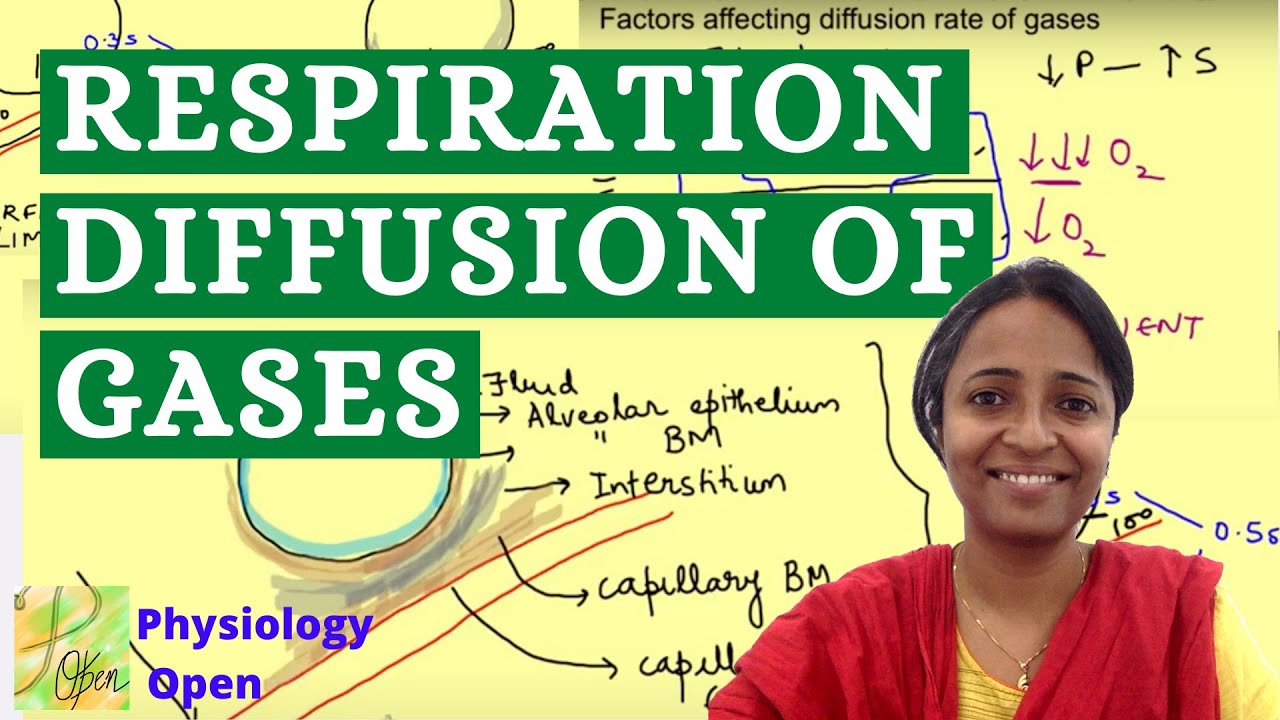 Understanding Respiratory Membrane Physiology: The Diffusion of Gases ...