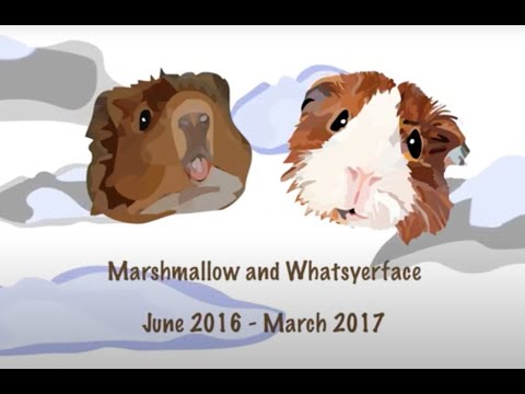 The Demise of Marshmallow and Whatsyerface