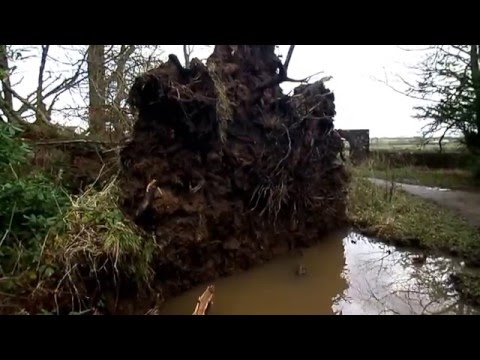 Wind Blown Trees - Oscillants, Geology, Henges and Regeneration