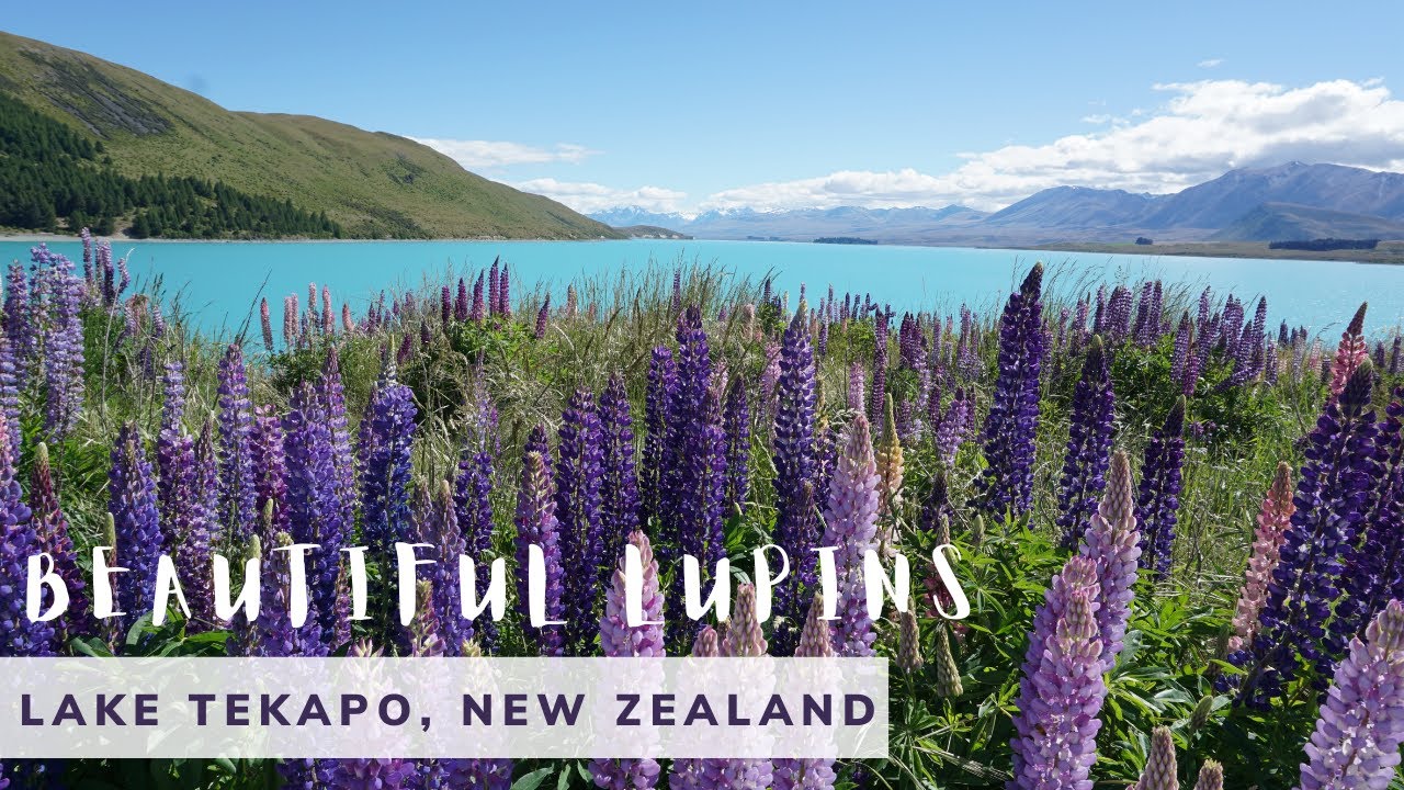 Must-See Lupins at Lake Tekapo, New Zealand 28 29 Nov 2020