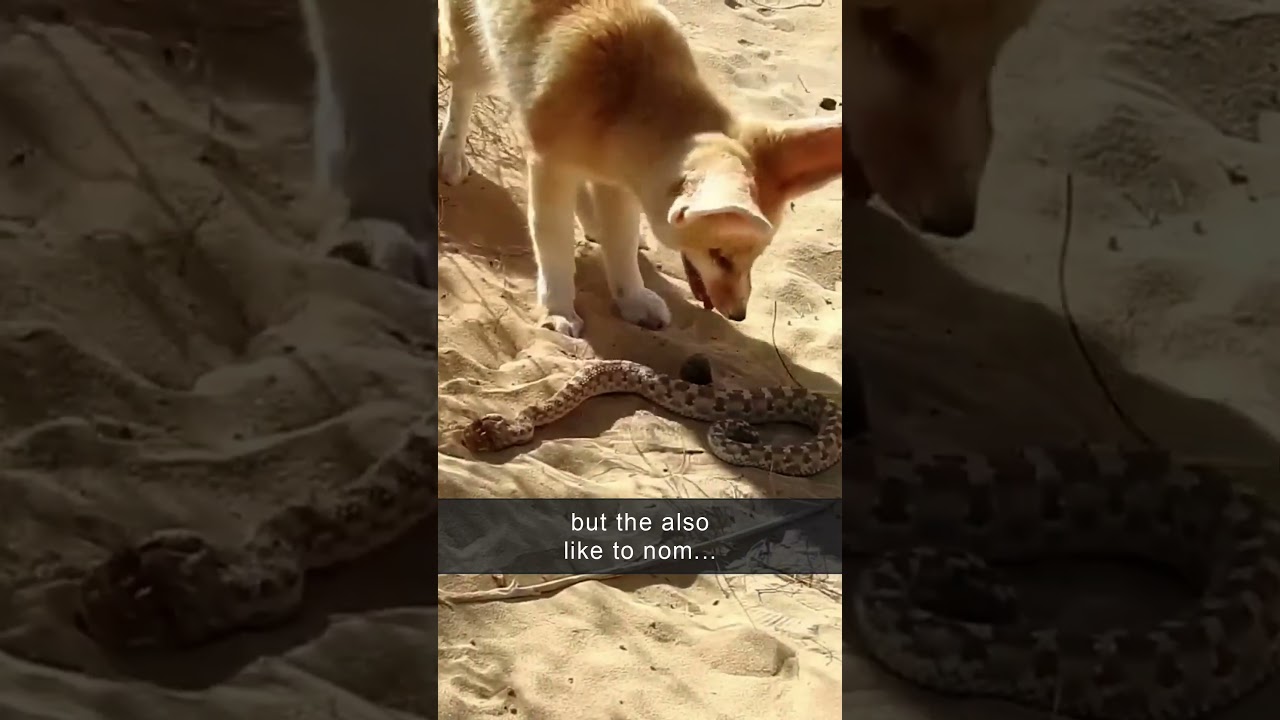 Fennec Foxes are Adorable and Amazing 😻 🦊 🐱