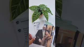 The Redemption Of Bobby Love Comes Out On October 5th And Is Now ...