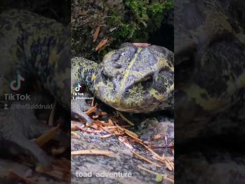 The B.C. Western #Toad #nature #shorts