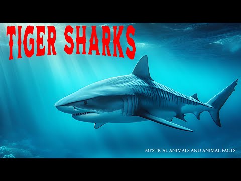 Tiger sharks: beautiful animals in the sea - Sharks mini documentary