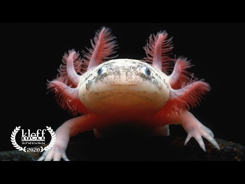 Axolotls in Mexican Culture + History – Arlo's Axolotl Info Website