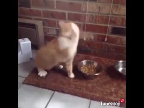 Cat sneezing sound like music