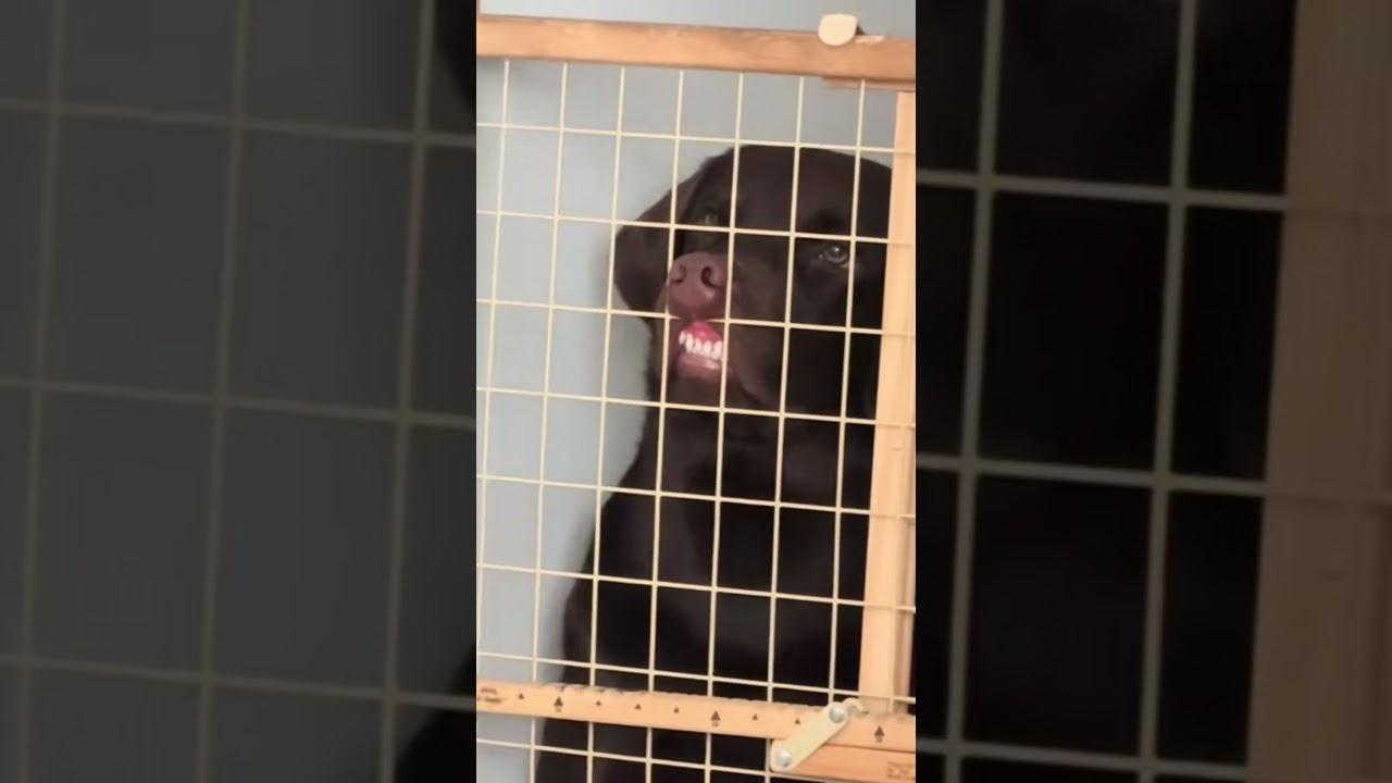 Chocolate Lab Flashes Smile 🤣 (🎥: ViralHog)