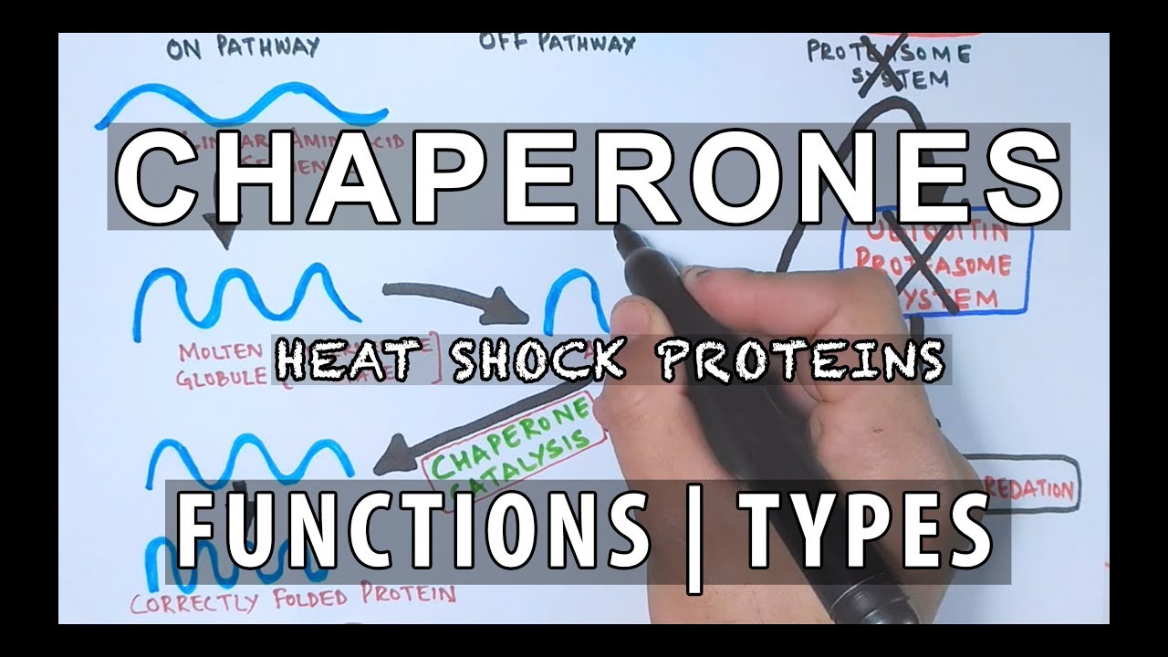 Chaperones | Functions & Types