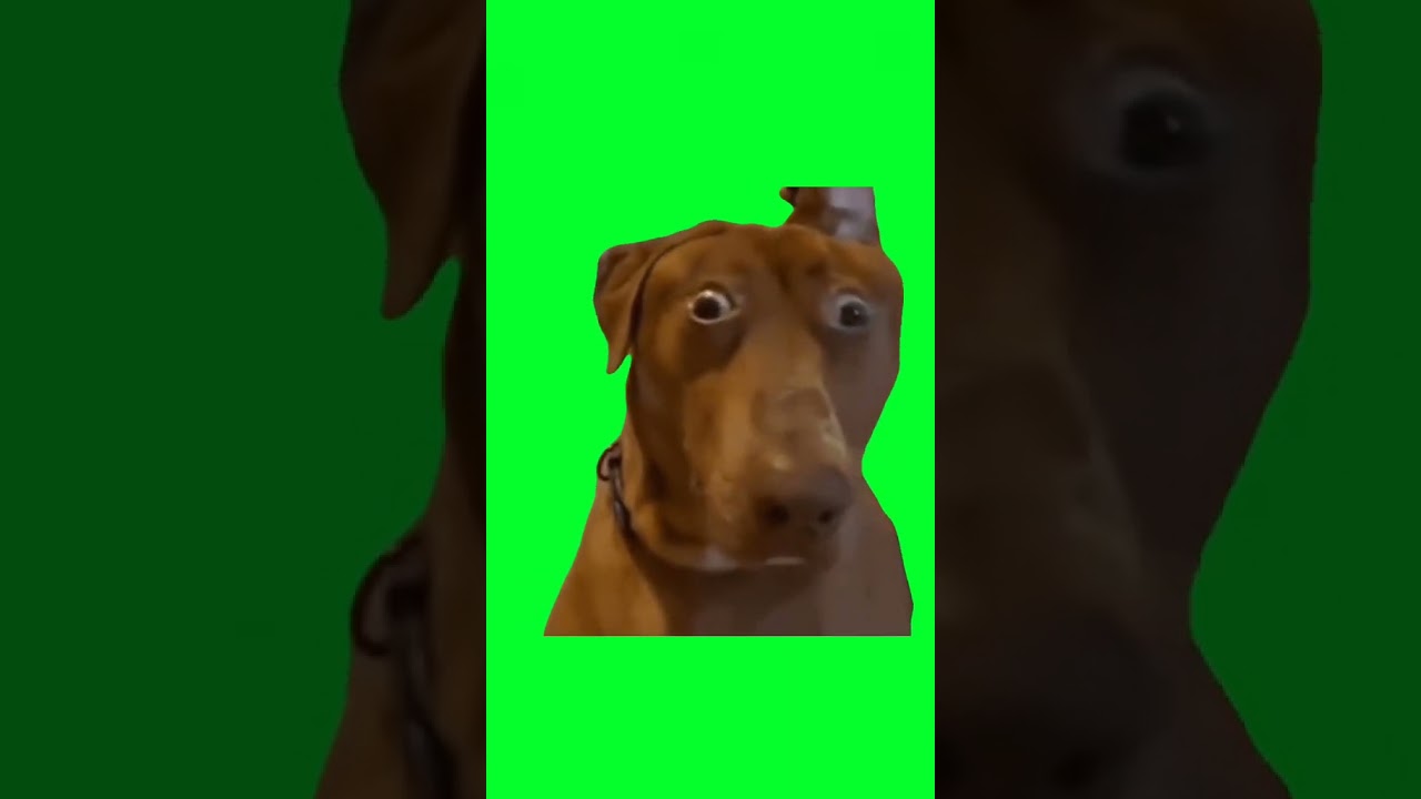 Brown dog with huge eyes and a shocked face and staring at the camera #greenscreen #meme #browndog