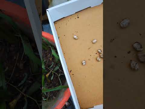 #Eggs in the flower pot|Carefull while gardening#