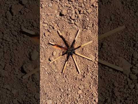 How to make a pet spider?????????#viralshorts #diy_idea #tricks #experiment