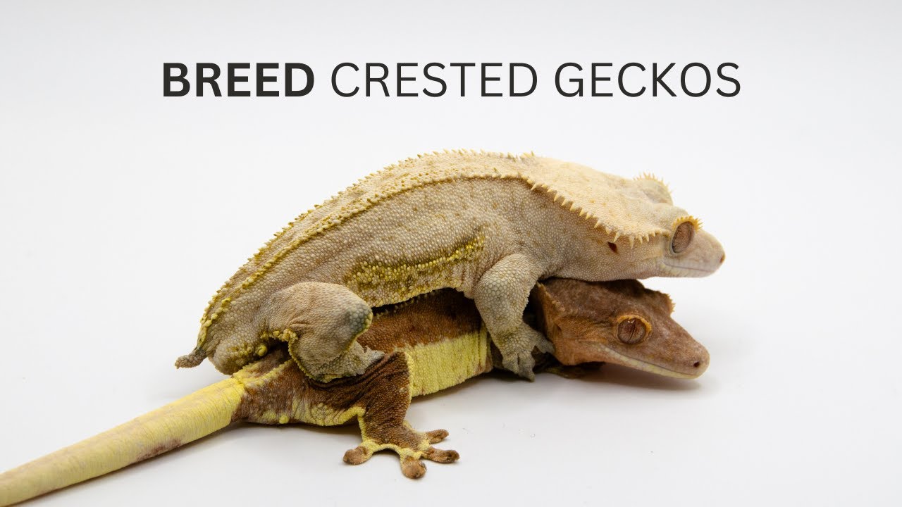 Ultimate Crested Gecko Breeding Guide