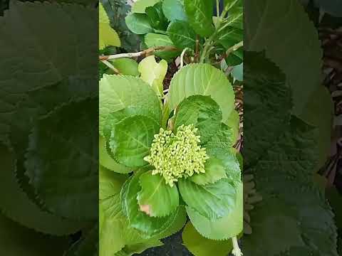 #hydrangea#flowers#lovelyflowers #lovely @5jms