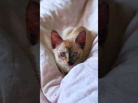 THIS is why cats need blankets ❤️