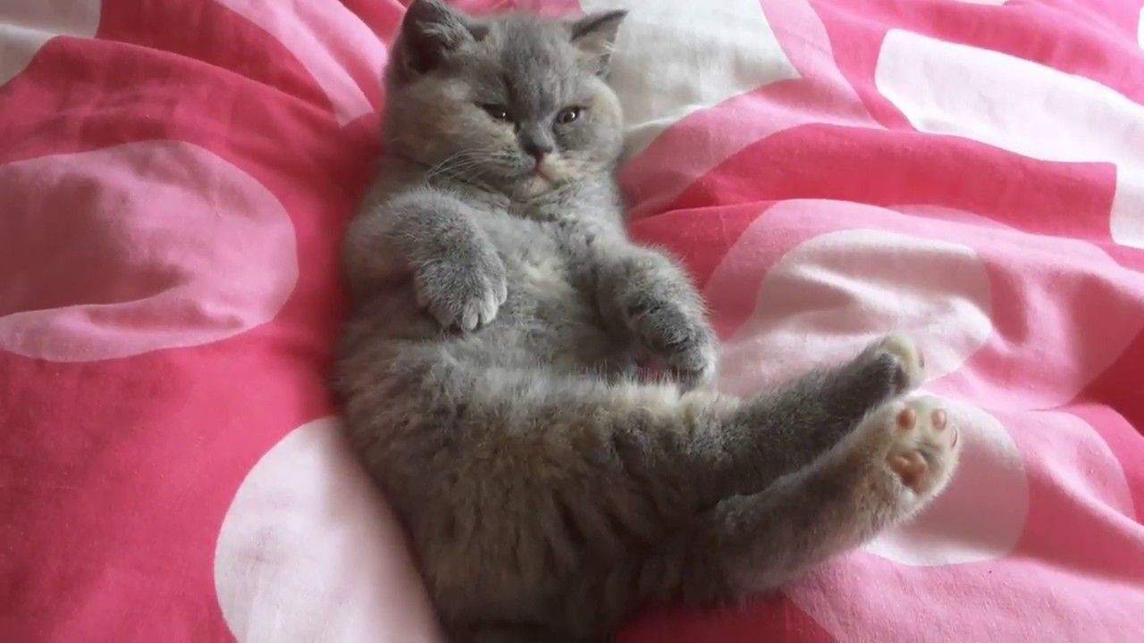 British Shorthair beautiful cute kitten kitten video