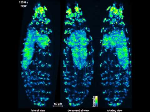 IsoView: Whole-animal functional imaging in larval Drosophila