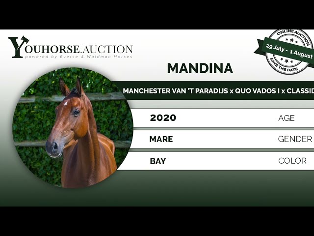 Youhorse.auction | Mandina