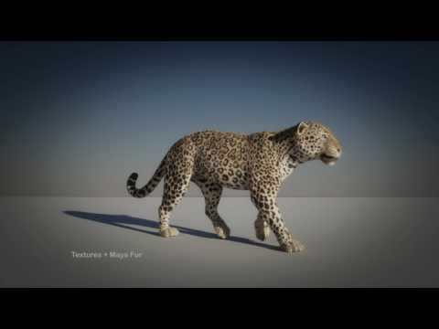 Quadruped walk – run cycle in Maya from javier sánchez – Truong CG Artist
