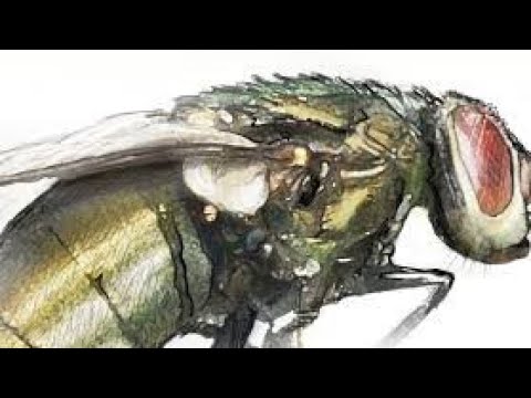 How do Flies balance themselves?