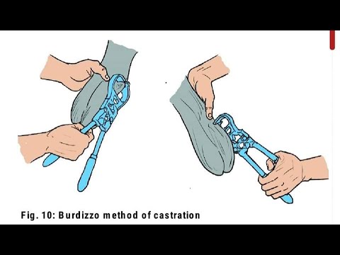 Inst Castration Emasculator Manufacturers in India