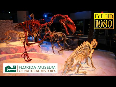 Visiting the Natural History Museum in Gainesville, Florida for the first time - Quick Tour & Review