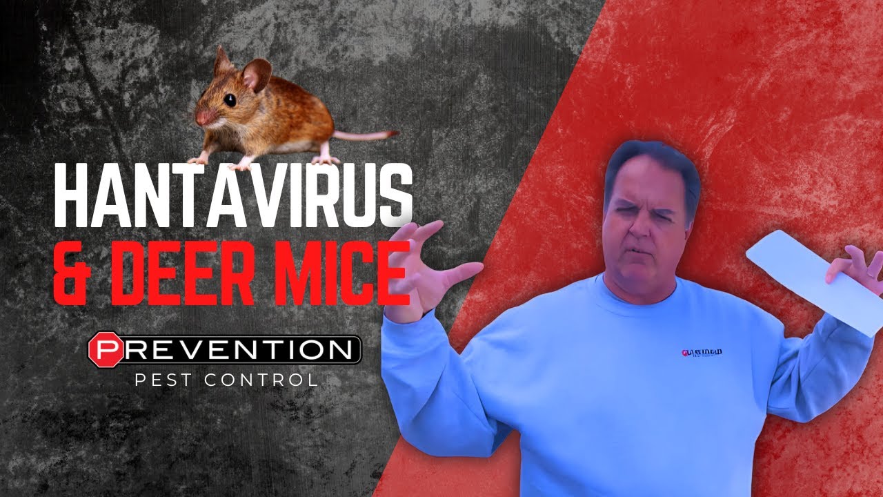 Hantavirus & Deer Mice: Shed & Garage Cleaning Safety Tips | Prevention Pest Control