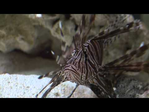 Lionfish Feeding Frenzy | Kill The Invasive Lionfish