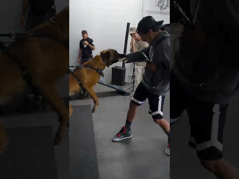 Hand vs Dog Bite
