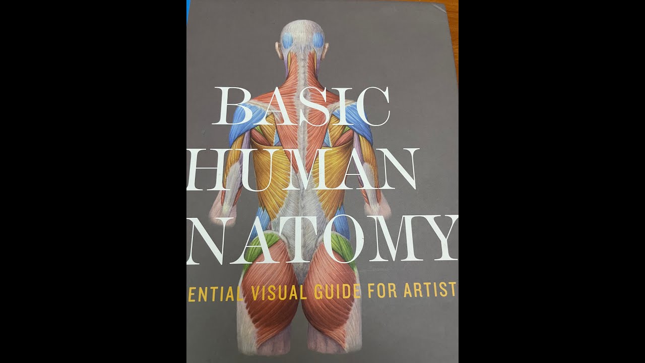 Basic Human Anatomy: An Essential Visual Guide for Artists - Roberto Osti: Book Review