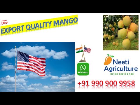 EXPORT MANGO TO USA
