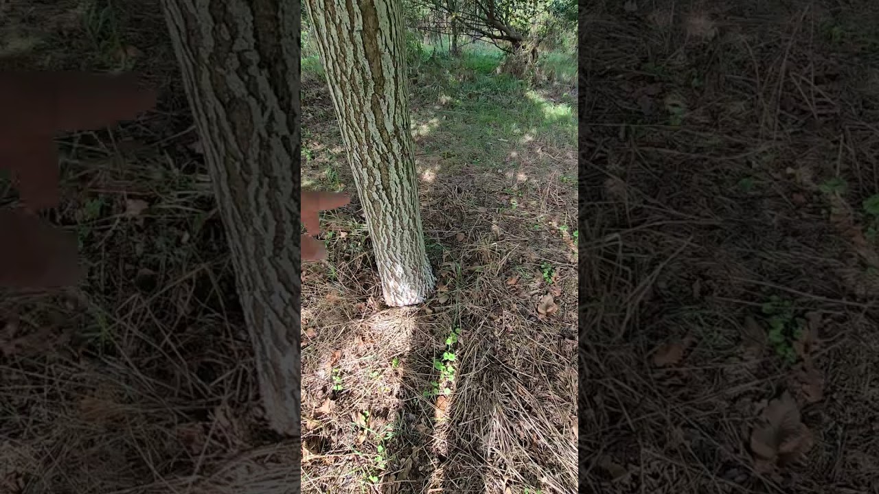 Chestnut Trees for Deer