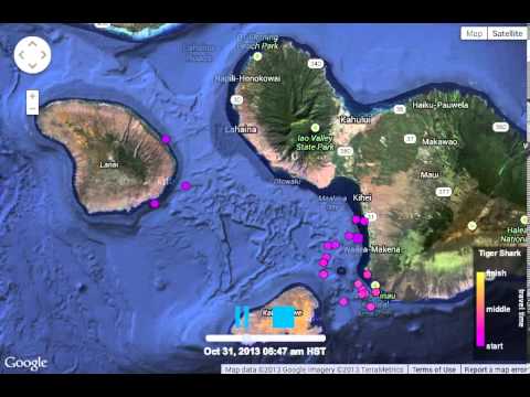 Hawaii tiger shark tracking: tag ID 133369