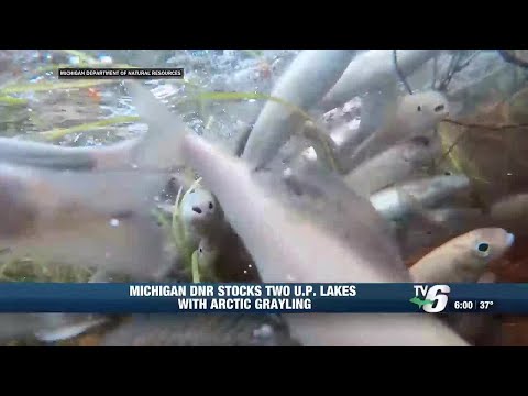 DNR stocks 2 UP lakes with Arctic Grayling