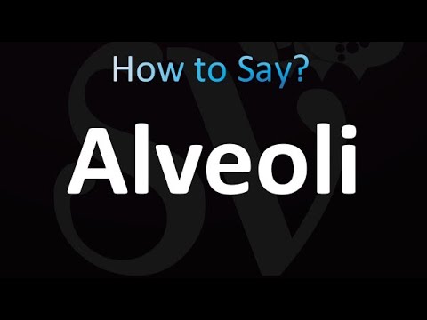 How to Pronounce Alveoli (correctly!)